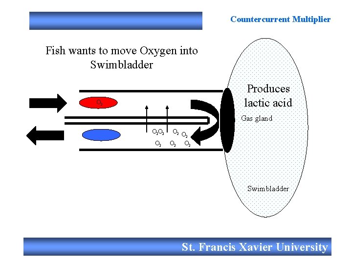 Biology 201 Dr Edwin De Mont The Fishes