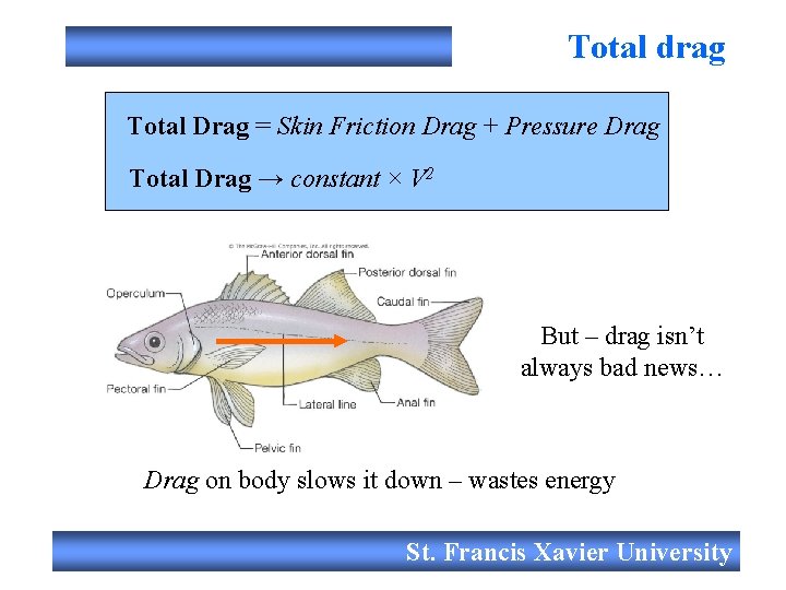 Biology 201 Dr Edwin De Mont The Fishes