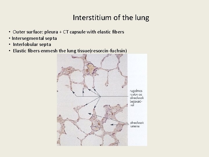 Respiratory organs Organa respiratoria Respiration gas exchange between