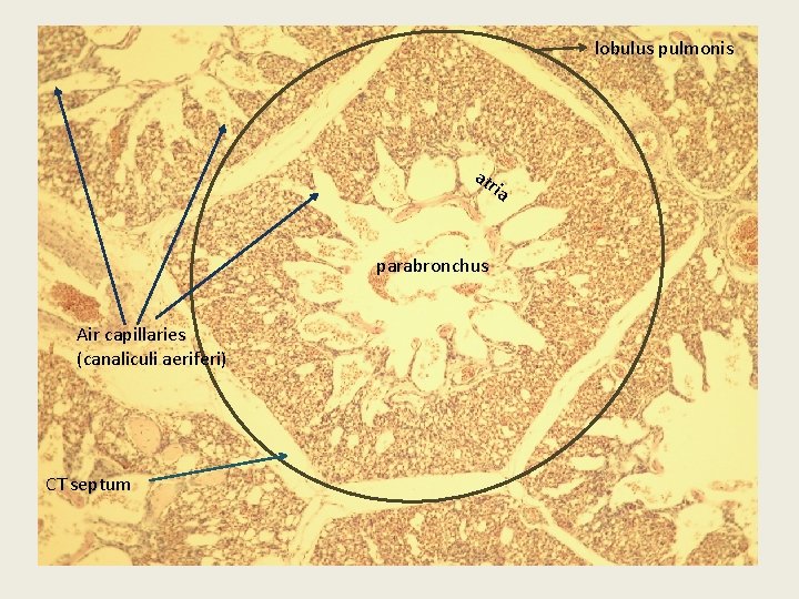 Respiratory organs Organa respiratoria Respiration gas exchange between