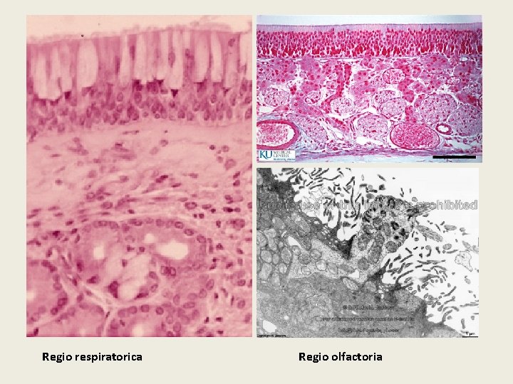 Respiratory organs Organa respiratoria Respiration gas exchange between