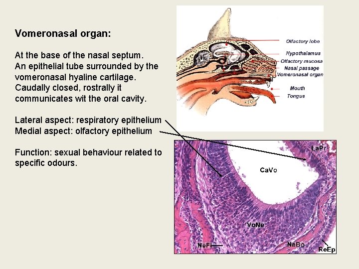 Respiratory organs Organa respiratoria Respiration gas exchange between