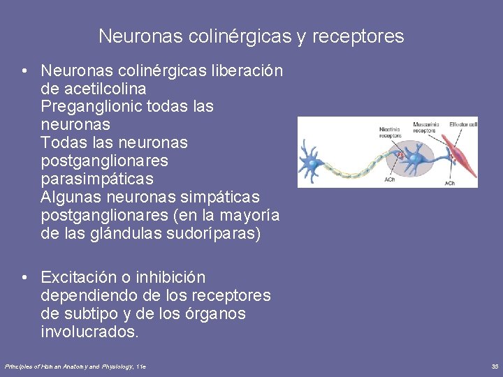 CAPITULO 15 El sistema nervioso autnomo Esquema de