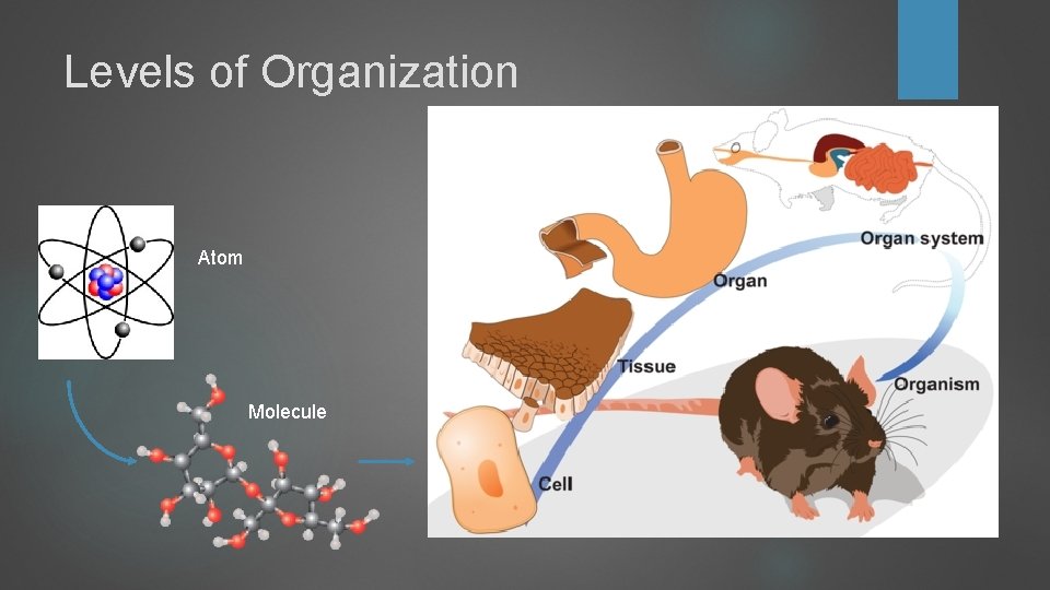 Organ Systems Levels of Organization Atom Molecule Human