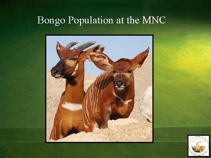 MNC ALL LOCATIONS Base station Satellite Stations 7