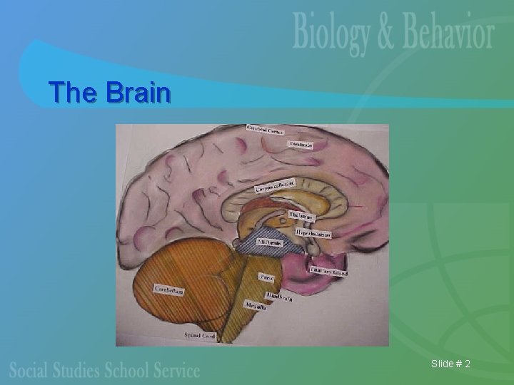 Slide 1 The Brain Slide 2 Divisions of
