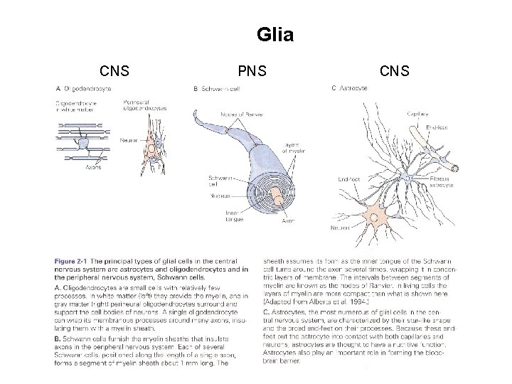 PNS Chapter 2 Nerve Cells and Behavior 18
