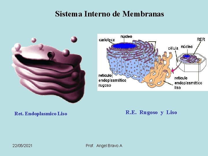 La Clula TEORA CELULAR HISTORIA 1665 Robert Hooke