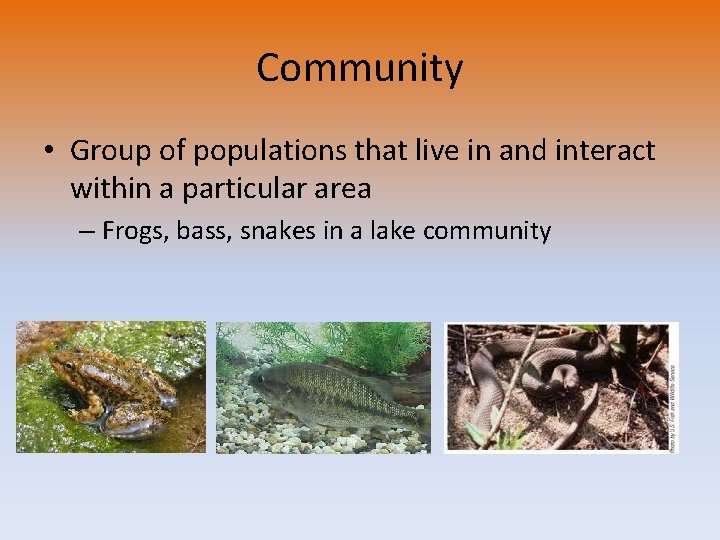 Interactions of Living Things Ecology 3 Species Smallest