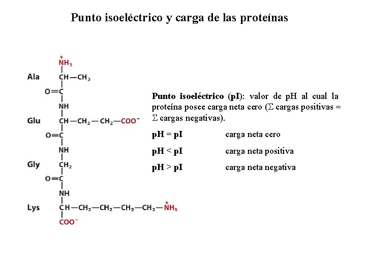 TEMA 1 INTRODUCCIN A LAS PROTENAS FUNCIONES Enzimas TEMA 1 INTRODUCCIN A LAS PROTENAS FUNCIONES Enzimas