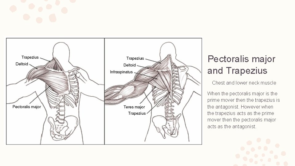 Interactions of Skeletal Muscles in the Body Stephanie