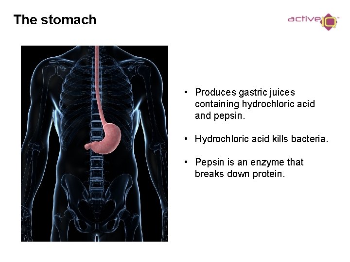 The digestive system Unit Applied human biology for