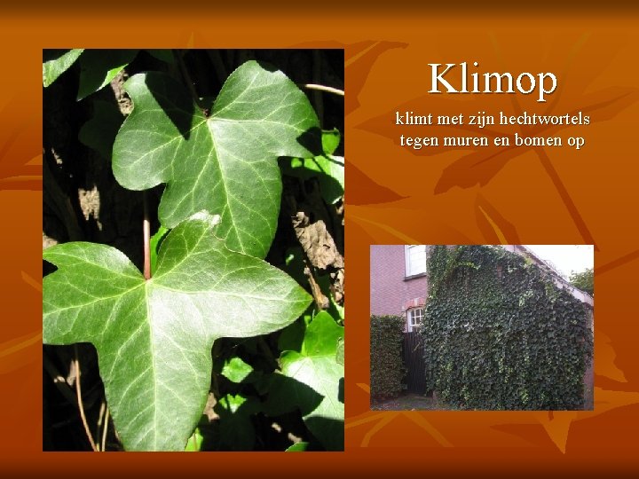 Klimop klimt met zijn hechtwortels tegen muren en