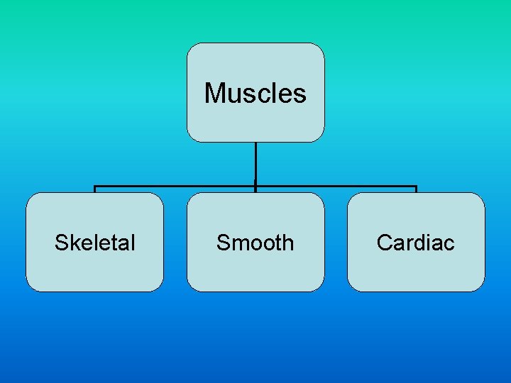 Muscles Bone Cartilage Muscles Skeletal Smooth Cardiac 4