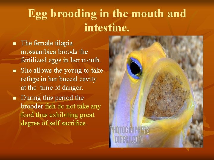 PARENTAL CARE By Dr Rashmi Kohli DEFINATION n