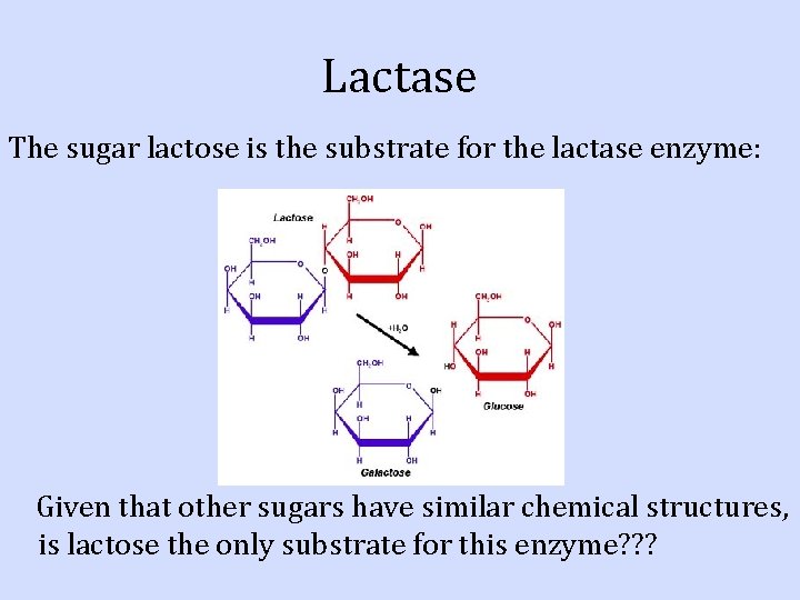Exploring Enzymes Lactex Lab Your Task You are