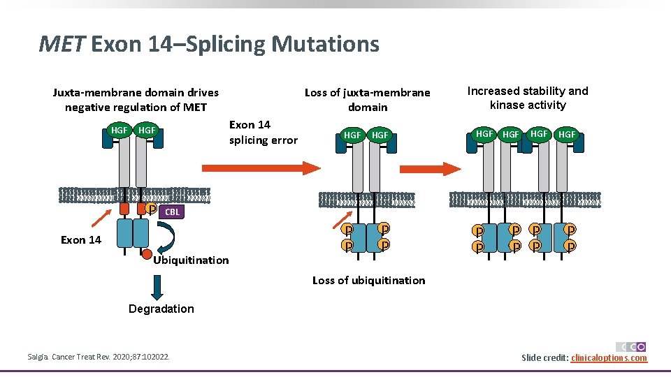 Emerging Therapies and Testing for METex 14 in