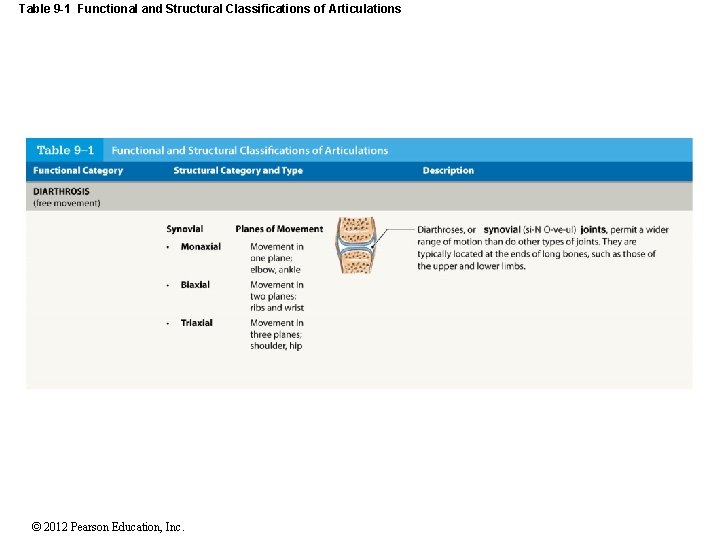 9 Articulations Power Point Lecture Presentations Prepared By