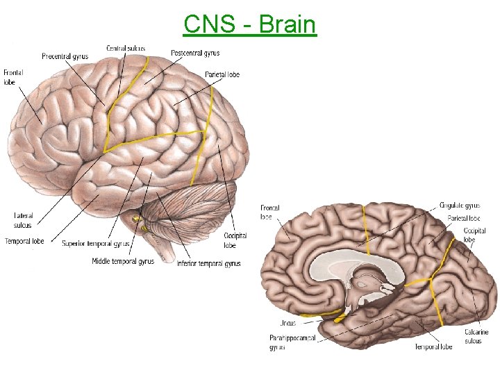 INTRODUCTION TO NEUROLOGY J M Stansbie Warwick Medical