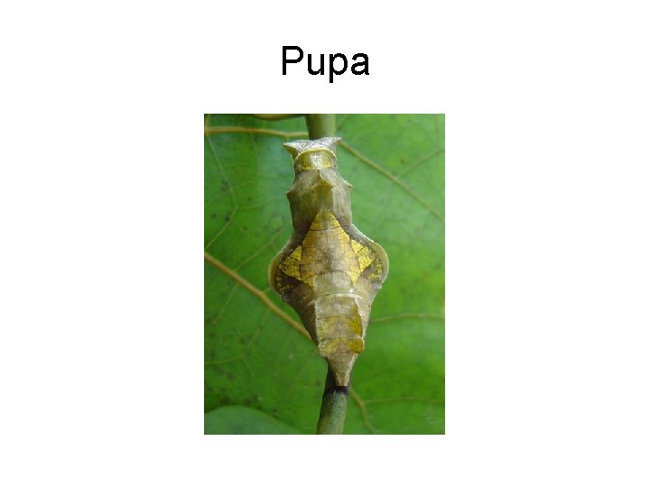 Aspectos biolgicos de 4 especies de mariposas de