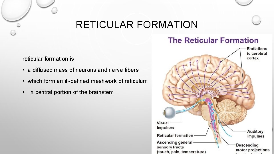 Basic Neuroanatomy Neurophysiology Neurochemistry Masters Psychiatry Year 1