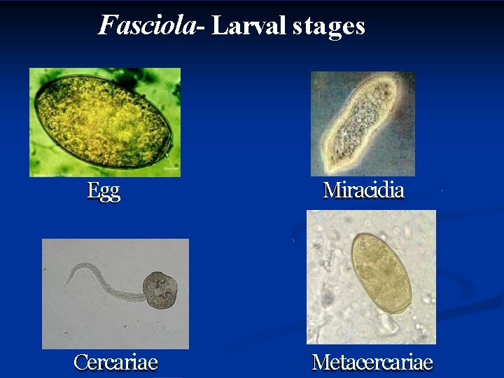 Fasciola hepatica DR SHIVANI GUPTA PGGCG11 CHANDIGARH Classification