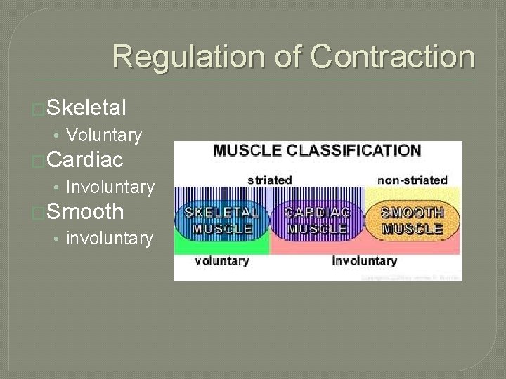 The Muscular System An Overview of Unit 7