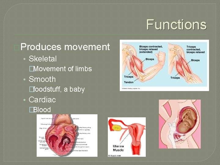 The Muscular System An Overview of Unit 7
