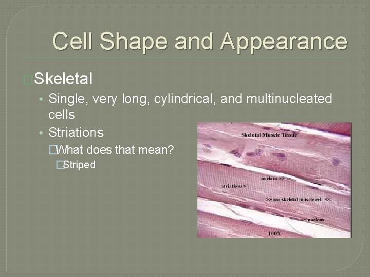 The Muscular System An Overview of Unit 7