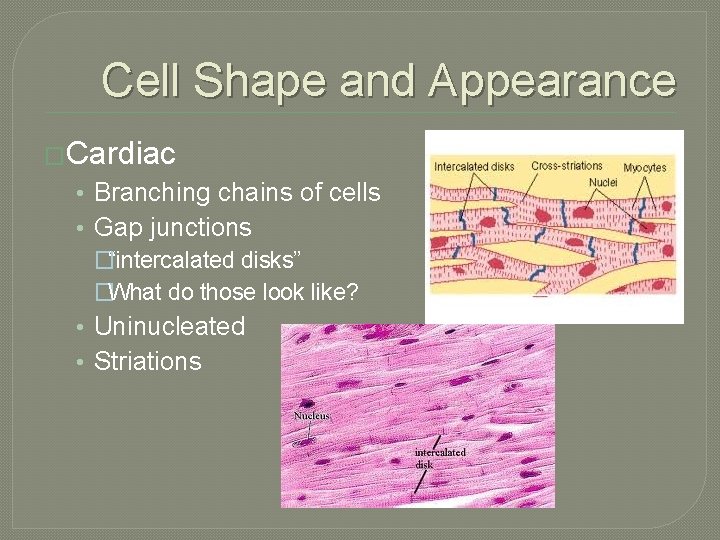 The Muscular System An Overview of Unit 7