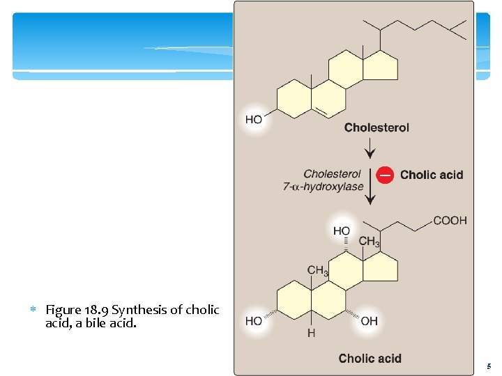 UNIT III Lipid Metabolism Cholesterol and Steroid Metabolism
