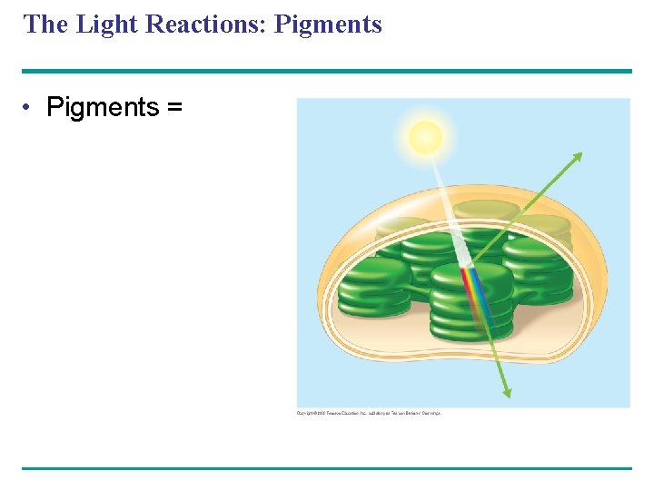 PHOTOSYNTHESIS Where does Photosynthesis Take Place Photosynthesis Overview