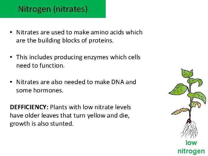 Minerals Learning objectives Understand that plants require mineral