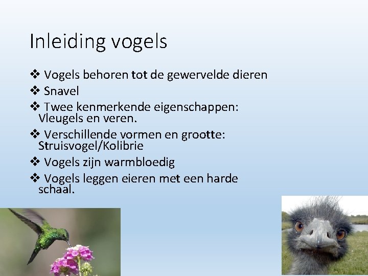 Anatomie Vogels Inleiding vogels v Vogels behoren tot