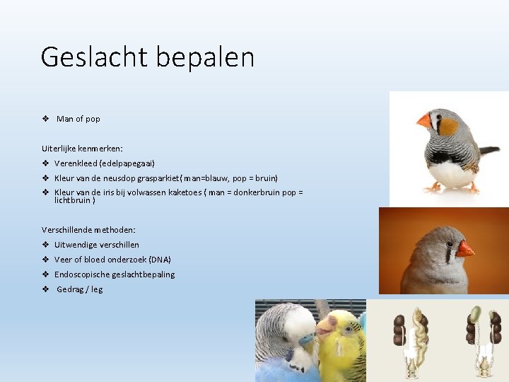Anatomie Vogels Inleiding vogels v Vogels behoren tot