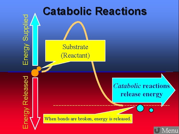Energy metabolism enzyme and Cofactors 1 Forms of