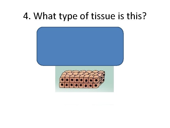 Histology Review Visual Quiz Tissues Chapter 4 4