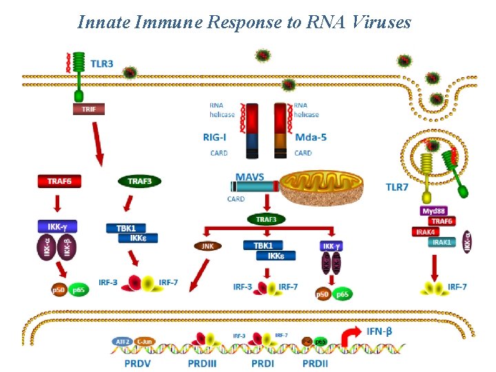 Marco Sgarbanti Ph D Department of Infectious Parasitic