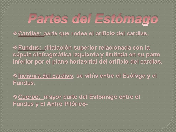Visceras Abdominales Principales vsceras v Esfago v Estmago