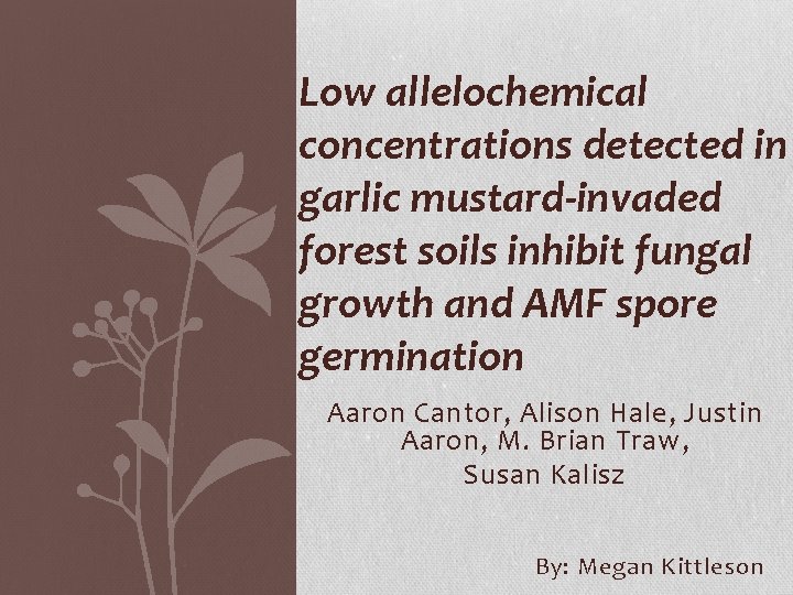 Low allelochemical concentrations detected in garlic mustardinvaded forest
