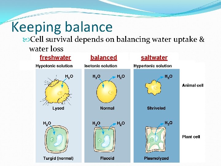 cell membranes and movement across them Bellringer Review