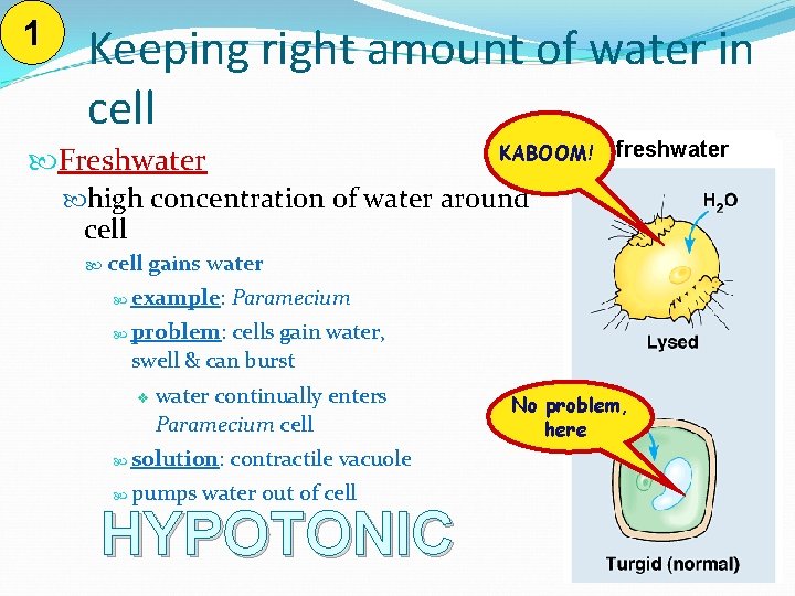 cell membranes and movement across them Bellringer Review