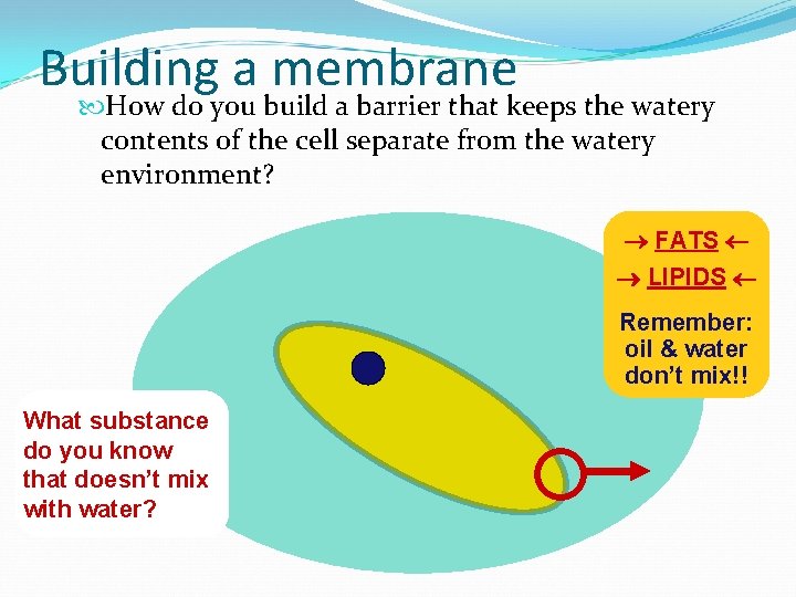 cell membranes and movement across them Bellringer Review