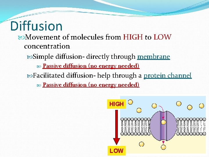cell membranes and movement across them Bellringer Review