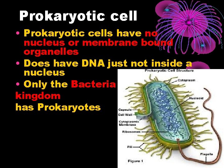 BIOLOGY STAAR CAMP 2015 Please understand that this