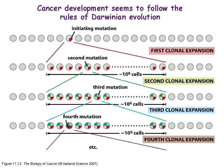 Gene Expression Regulation Lesson 4 Dr Daniela Baril