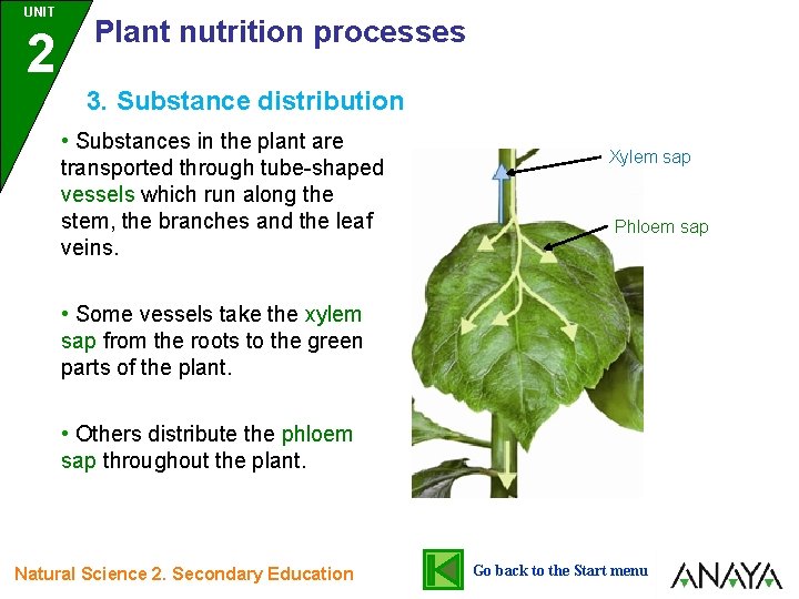 UNIT 2 The nutrition function PLANT NUTRITION PROCESSES