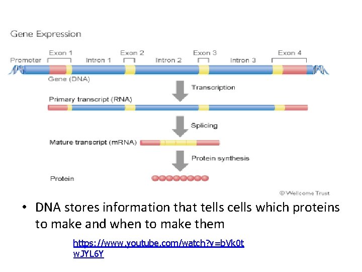 DNA The Genetic Material Identifying the Genetic Material