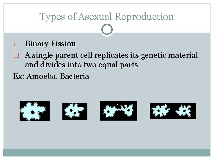Chapter 5 Mitosis is the basis of asexual