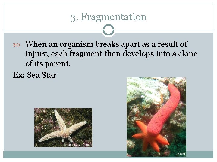 Chapter 5 Mitosis is the basis of asexual
